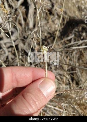 Bubble-gall tephritid (Aciurina trixa Stock Photo - Alamy