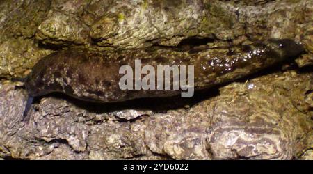 Changeable Mantleslug (Megapallifera mutabilis Stock Photo - Alamy