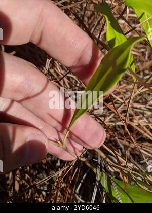 American olive (Cartrema americana Stock Photo - Alamy