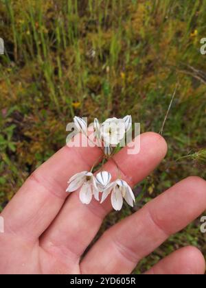 white brodiaea (Triteleia hyacinthina Stock Photo - Alamy
