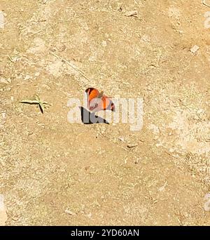 Flamingo Leafwing (Fountainea ryphea Stock Photo - Alamy