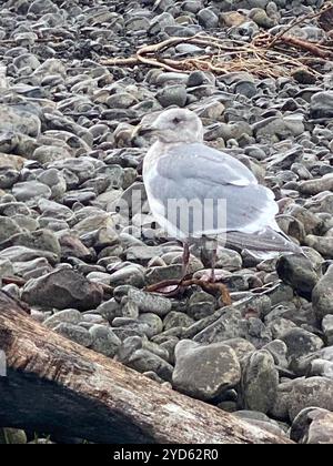 Olympic Gull (Larus glaucescens × occidentalis Stock Photo - Alamy