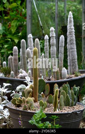 unusual cactus display,unusual planting scheme,cactus,cacti,succulents ...