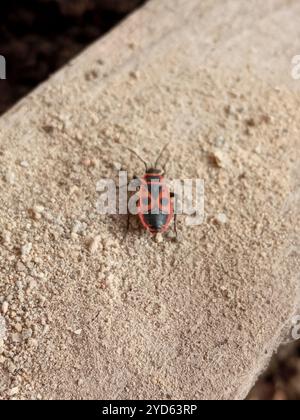 European Firebug (Pyrrhocoris apterus Stock Photo - Alamy