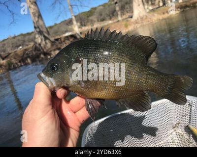 Green Sunfish (Lepomis cyanellus Stock Photo - Alamy