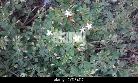 Slender Carpet-weed (Glinus oppositifolius) Plantae Stock Photo - Alamy