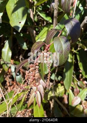 mountain doghobble (Leucothoe fontanesiana Stock Photo - Alamy