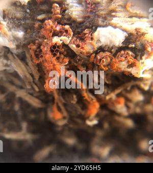 Wasp's Nest Slime Mold (Metatrichia vesparia) Protozoa Stock Photo - Alamy