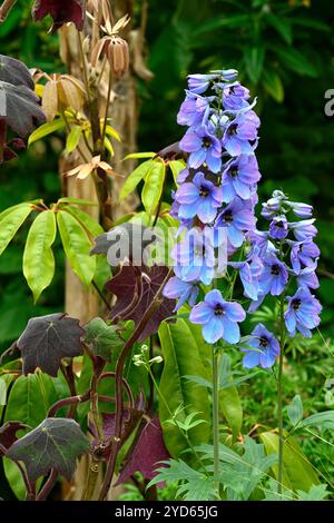 delphinium elatum morgentau,delphium flower spike,flower spikes,flower ...
