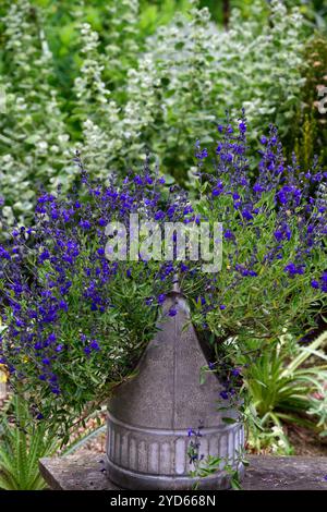 Salvia greggii Blue Note,zinc pot,zinc planter,salvia in pot,container ...