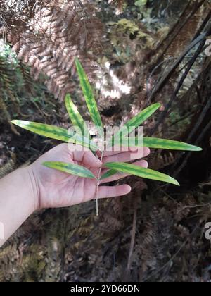 Black Maire (Nestegis cunninghamii Stock Photo - Alamy