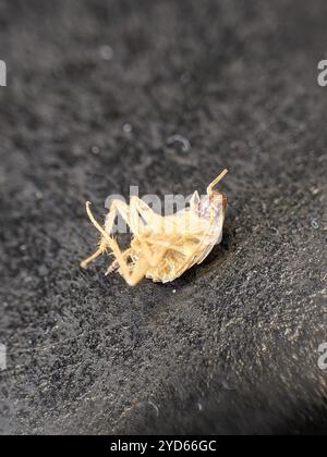 Brown banded Cockroach (Supella longipalpa) adult gravid female with ...