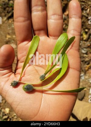 Propeller Tree (Gyrocarpus americanus Stock Photo - Alamy