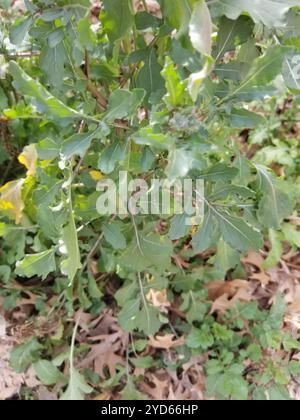 rocketsalad (Eruca vesicaria Stock Photo - Alamy