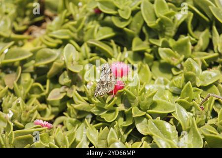 Subtropical Lady (Vanessa carye Stock Photo - Alamy