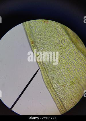 Tufted Thread-moss (Ptychostomum imbricatulum Stock Photo - Alamy