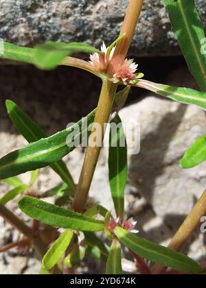 Lesser Joyweed (Alternanthera denticulata Stock Photo - Alamy
