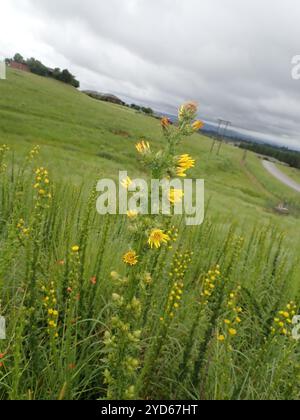 Hedgehog African Thistle (Berkheya echinacea), Plantae, Highmoor, 3300 ...