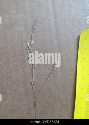 dwarf alkali grass (Puccinellia pumila Stock Photo - Alamy