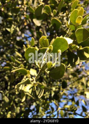 oak mistletoe (Phoradendron villosum Stock Photo - Alamy