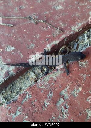 Southern Marbled Gecko (Christinus marmoratus Stock Photo - Alamy