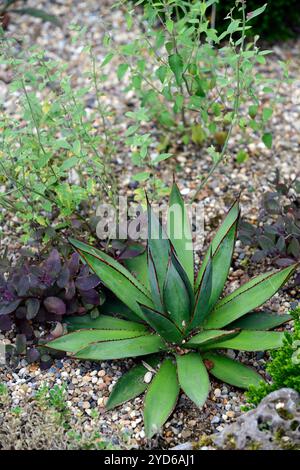agave shaka zulu,agaves,succulents,Desert Accent Plant,agastache ...