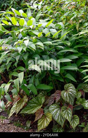 begonia grandis sparkle and shine,begonias,spotted leaves,spotted ...