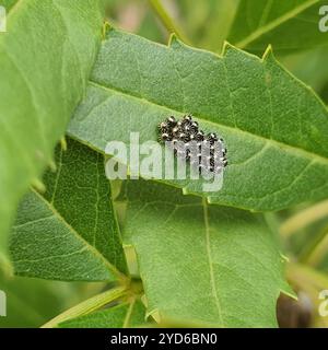 Schellenberg's soldier bug (Oechalia schellenbergii Stock Photo - Alamy