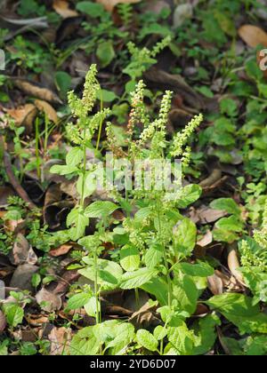 plebeian sage (Salvia plebeia Stock Photo - Alamy