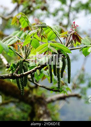 Chinese Walnut (Juglans mandshurica mandshurica Stock Photo - Alamy