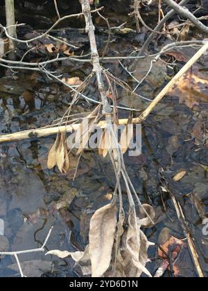 pumpkin ash (Fraxinus profunda Stock Photo - Alamy