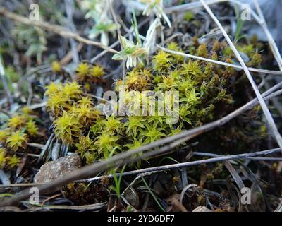 Brown Screw-moss (Syntrichia princeps Stock Photo - Alamy