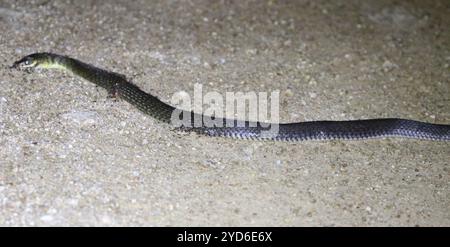 Common keelback (Tropidonophis mairii Stock Photo - Alamy