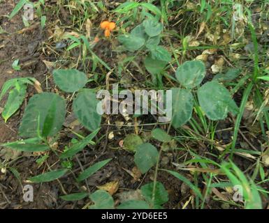 Orange Tick-trefoil (Hylodesmum repandum), Plantae, Chase Valley ...