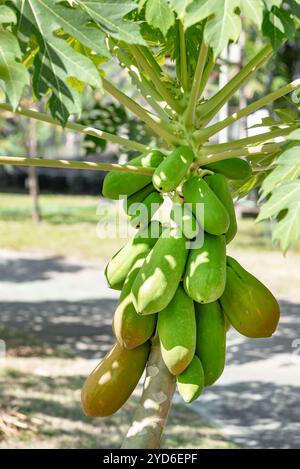 Greenish papaya tree with almost ripe papayas Thailand outdoor Stock ...