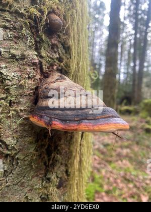 Northern Red Belt (Fomitopsis mounceae Stock Photo - Alamy