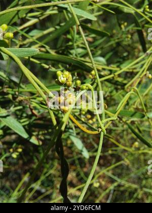 Dodder Laurels (Cassytha Stock Photo - Alamy