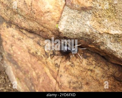 Common White-legged Quadrate Toktokkie (Bouchardium cubicum Stock Photo ...