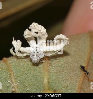 Ricaniid Planthoppers (Ricaniidae Stock Photo - Alamy