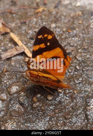 (Hypanartia lethe lethe Stock Photo - Alamy