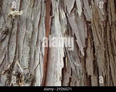 Snag Pin (Mycocalicium subtile Stock Photo - Alamy