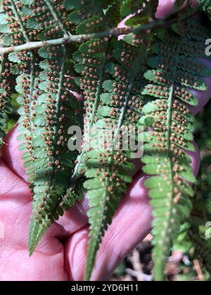 coastal woodfern (Dryopteris arguta Stock Photo - Alamy