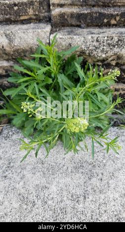 Virginia pepperweed (Lepidium virginicum Stock Photo - Alamy