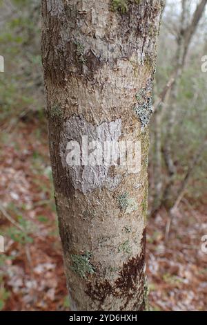 American olive (Cartrema americana Stock Photo - Alamy
