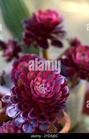 aeonium garnet,aeoniums,variegated aeonium,variegated succulent ...