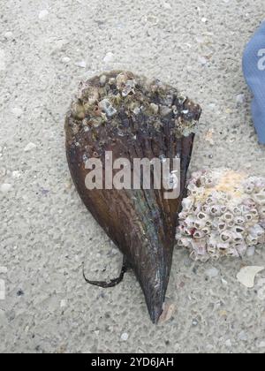Stiff Pen Shell (Atrina rigida Stock Photo - Alamy