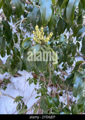 mountain andromeda (Pieris floribunda Stock Photo - Alamy
