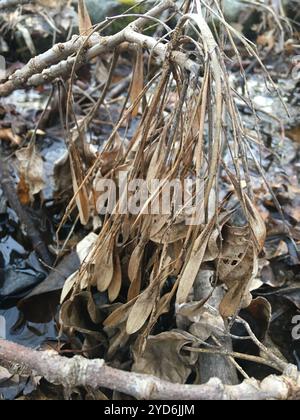 pumpkin ash (Fraxinus profunda Stock Photo - Alamy