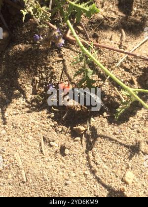 Master Blister Beetle (Lytta magister Stock Photo - Alamy