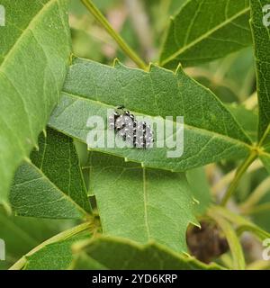 Schellenberg's soldier bug (Oechalia schellenbergii Stock Photo - Alamy